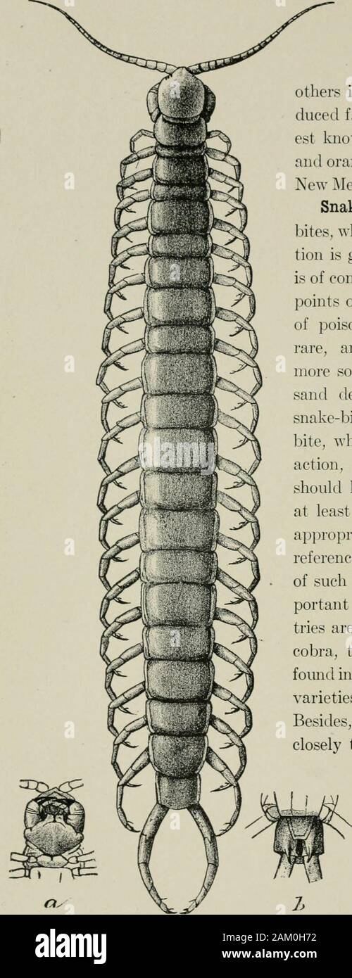 Head and fangs of centipede hi-res stock photography and images - Alamy
