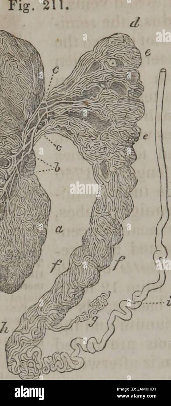 Human physiology (Volume 2) . Male Organs.Left Hand Fig. The testicle ...