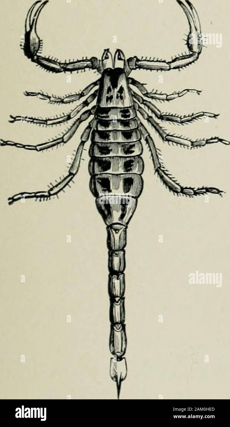 American practice of surgery : a complete system of the science and art ...