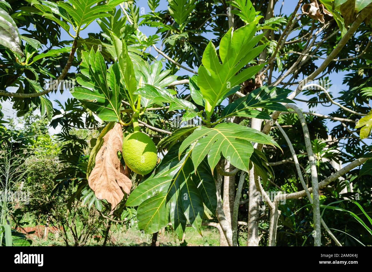 Breadfruit Tree High Resolution Stock Photography and Images - Alamy