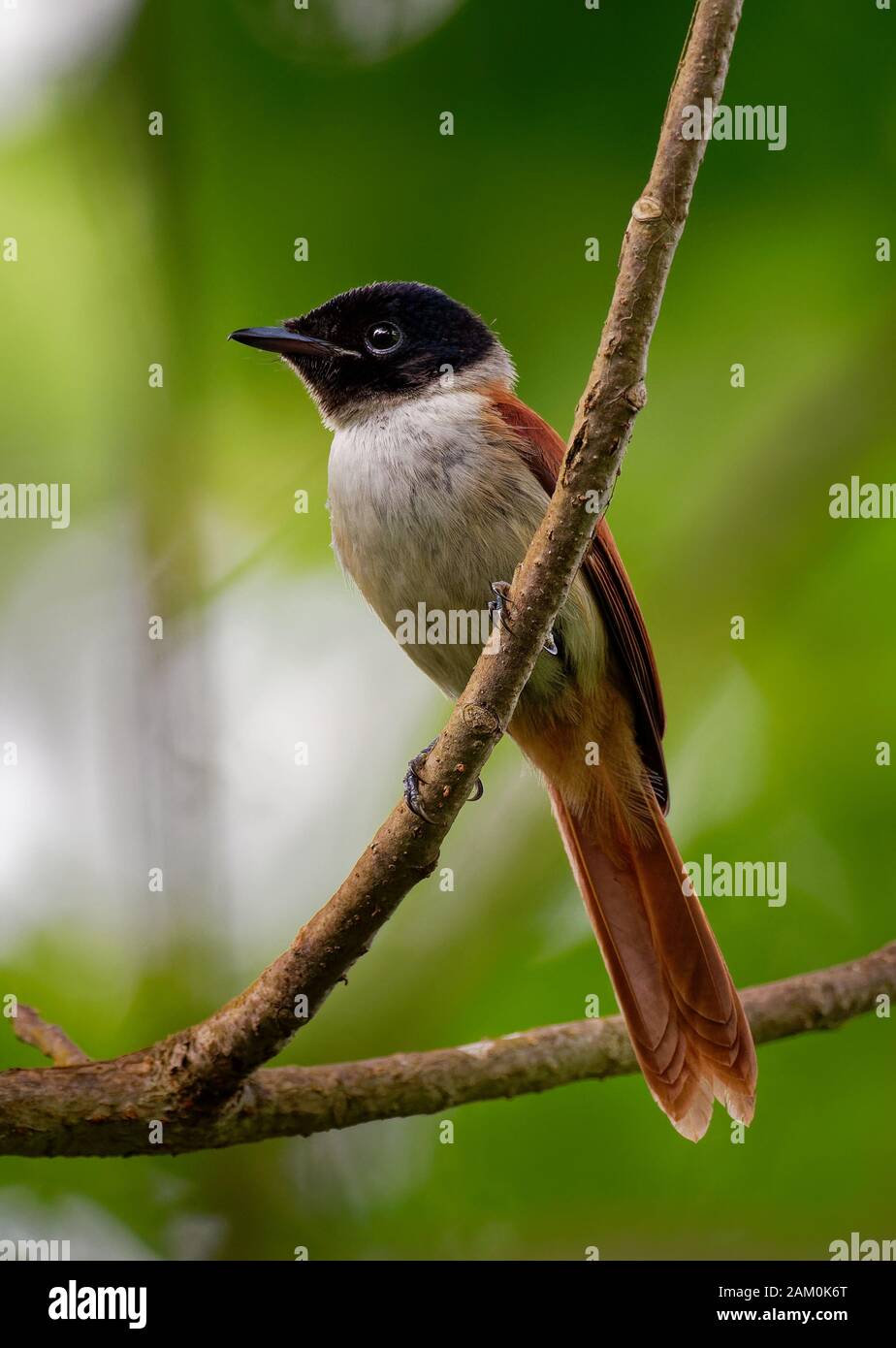 National bird of seychelles hi-res stock photography and images - Alamy