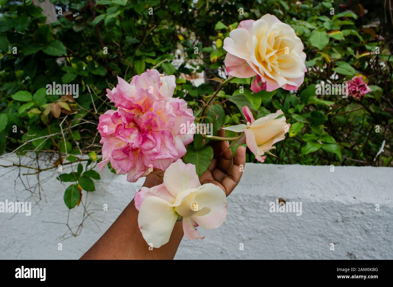 Rose of castile hi-res stock photography and images - Alamy