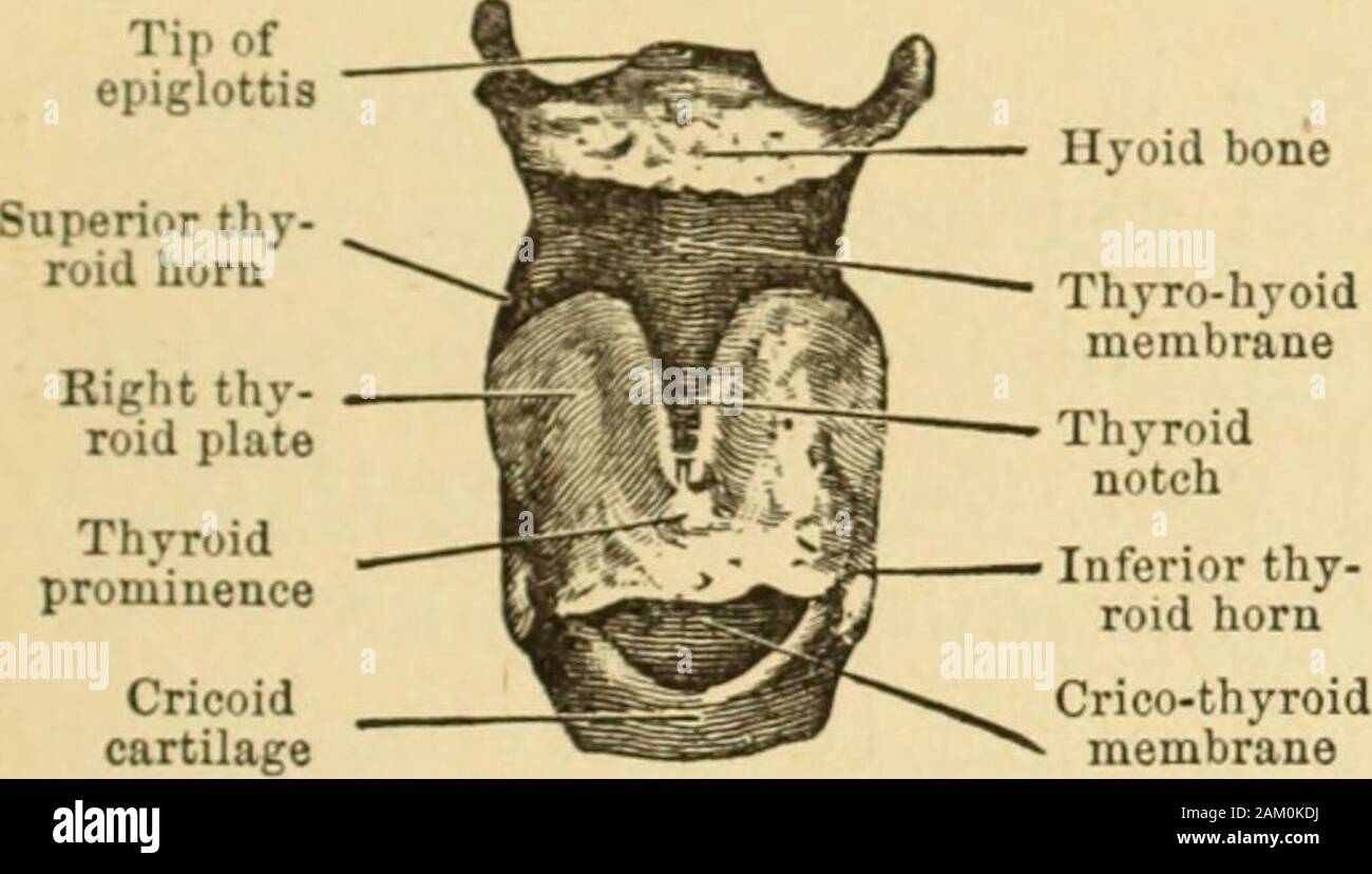 Epiglottic hi-res stock photography and images - Alamy