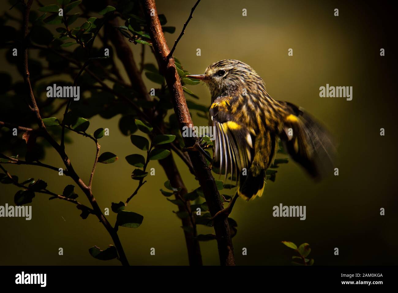 South island rifleman hi-res stock photography and images - Alamy