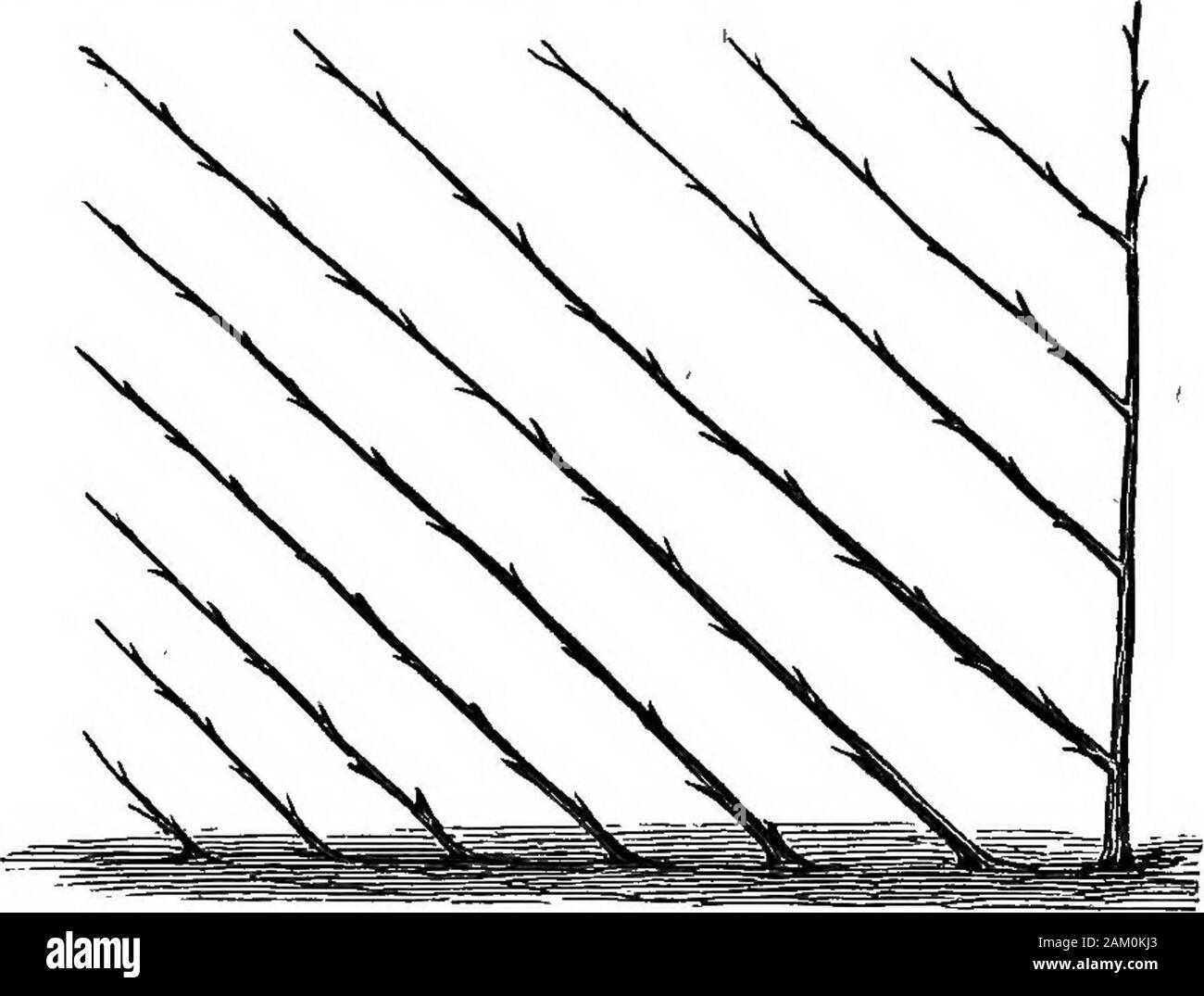 Cordons of walls Black and White Stock Photos & Images - Alamy