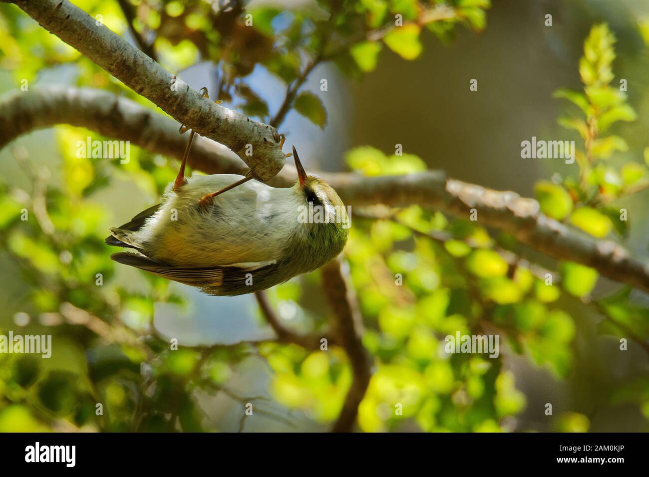 Acanthisitta chloris - Rifleman - titipounamu - endemic bird from New ...