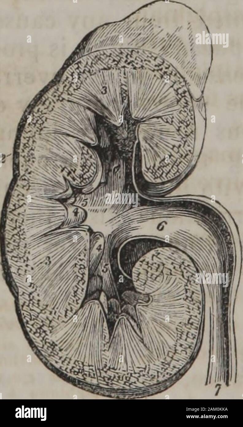 Human physiology (Volume 2) . The anatomical constituents of these ...
