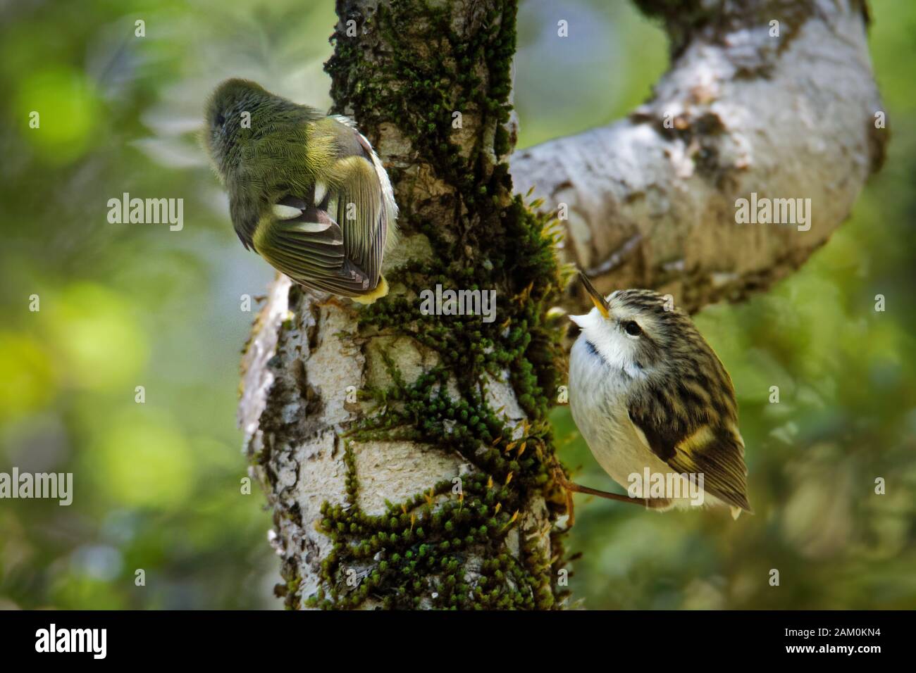 Acanthisitta chloris - Rifleman - titipounamu - endemic bird from New ...