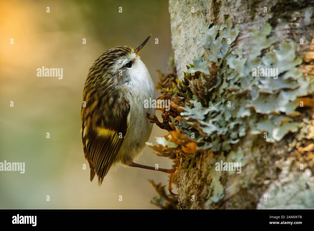 Rifleman bird white hi-res stock photography and images - Alamy