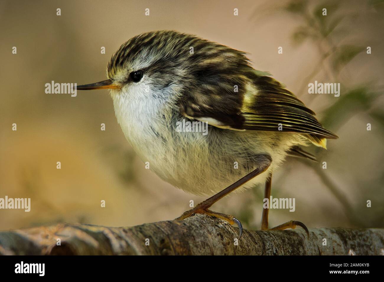 Acanthisitta chloris - Rifleman - titipounamu - endemic bird from New ...