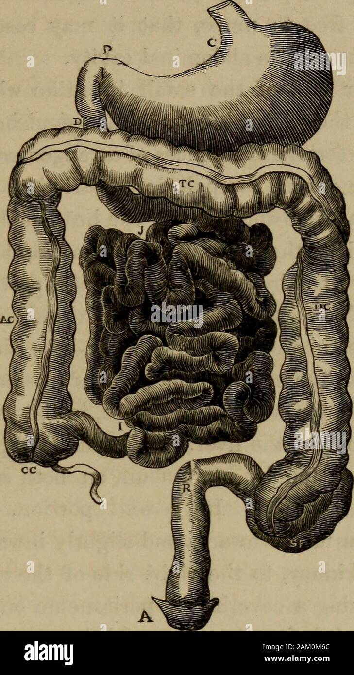 Hepatic Reabsorption