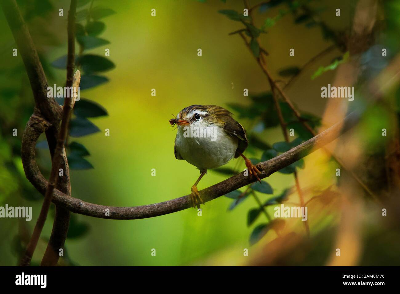 Acanthisitta chloris - Rifleman - titipounamu - endemic bird from New ...