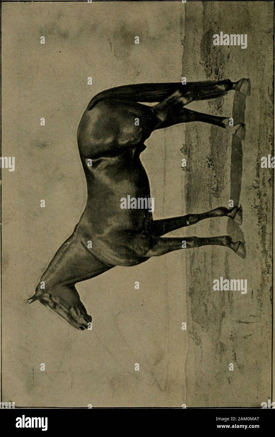 Gleason's Veterinary hand-book and system of horse taming .. . h and ...
