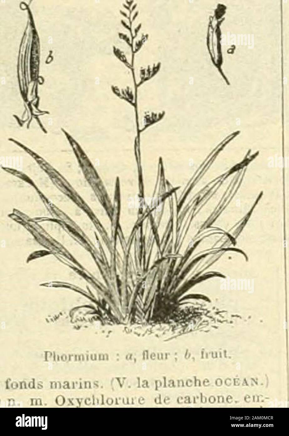 Larves de mouches hi-res stock photography and images - Alamy