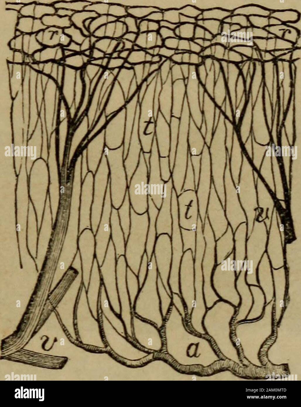 On food and its digestion: being an introduction to dietetics . stric ...