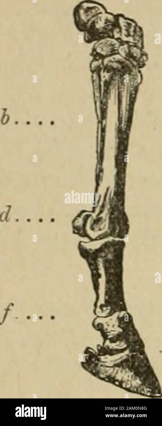 Cannon bone hi-res stock photography and images - Alamy