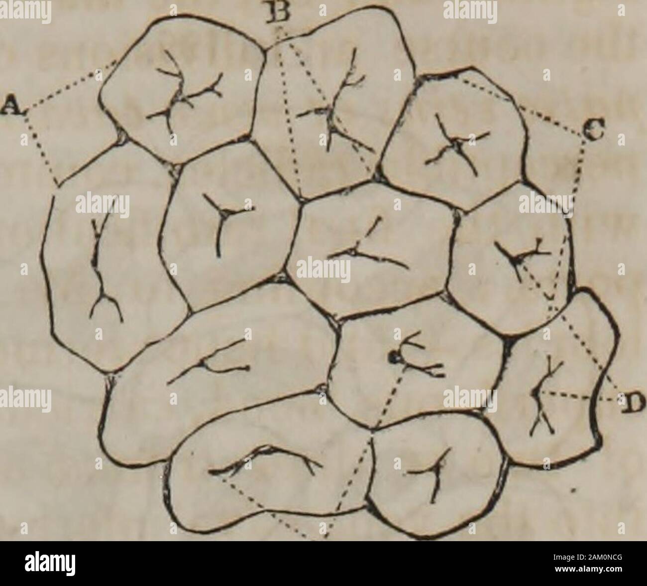 Human physiology (Volume 2) . Connection of Lobules of Liver with ...