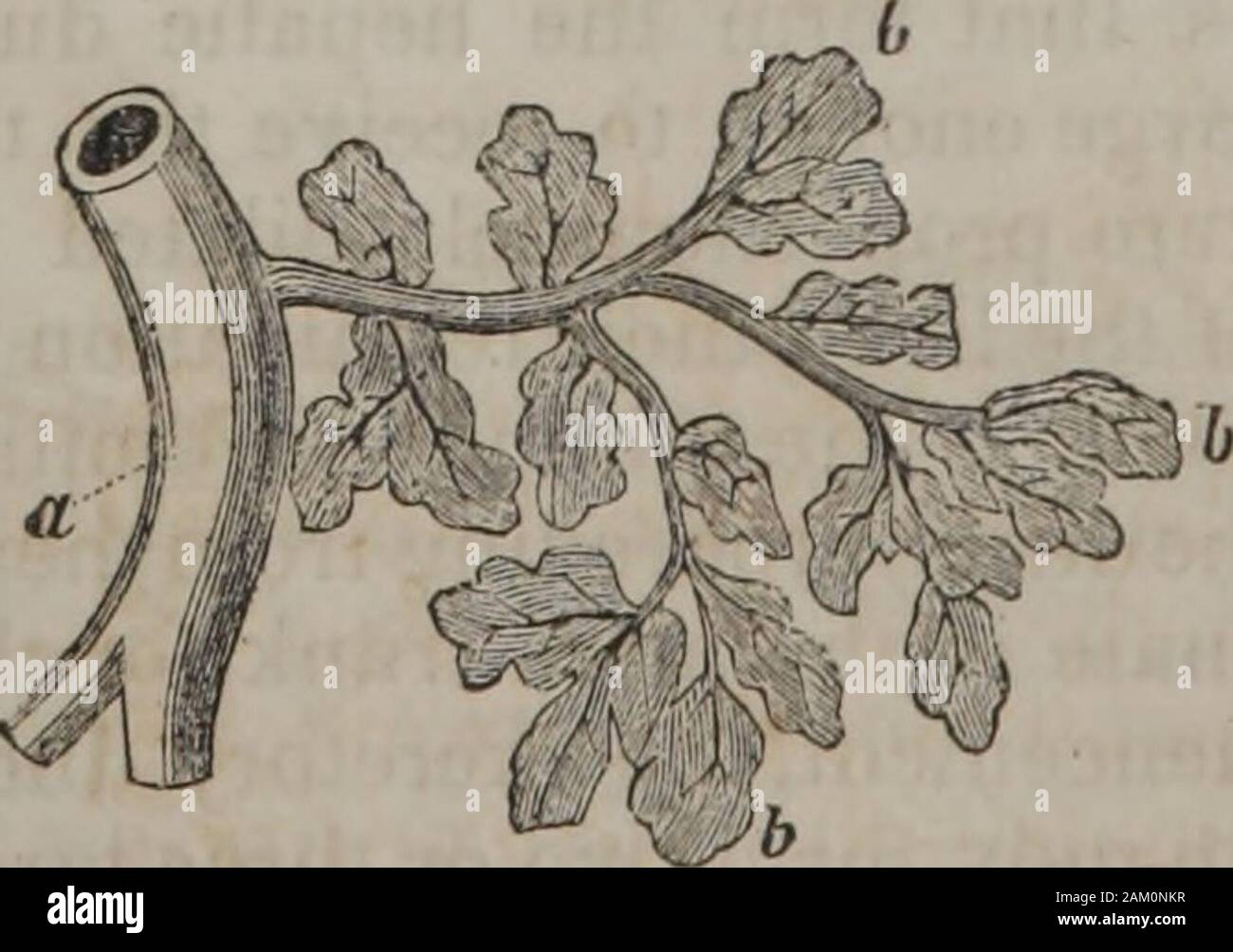 Human physiology (Volume 2) . A B Lobules of the Liver.—(Warner.) Fig ...