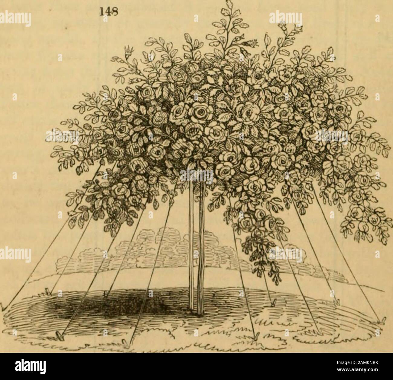 Nuts magazine cover hi-res stock photography and images - Alamy