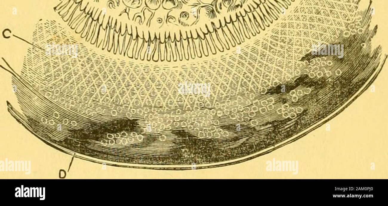 Longitudinal section bone hi-res stock photography and images - Alamy