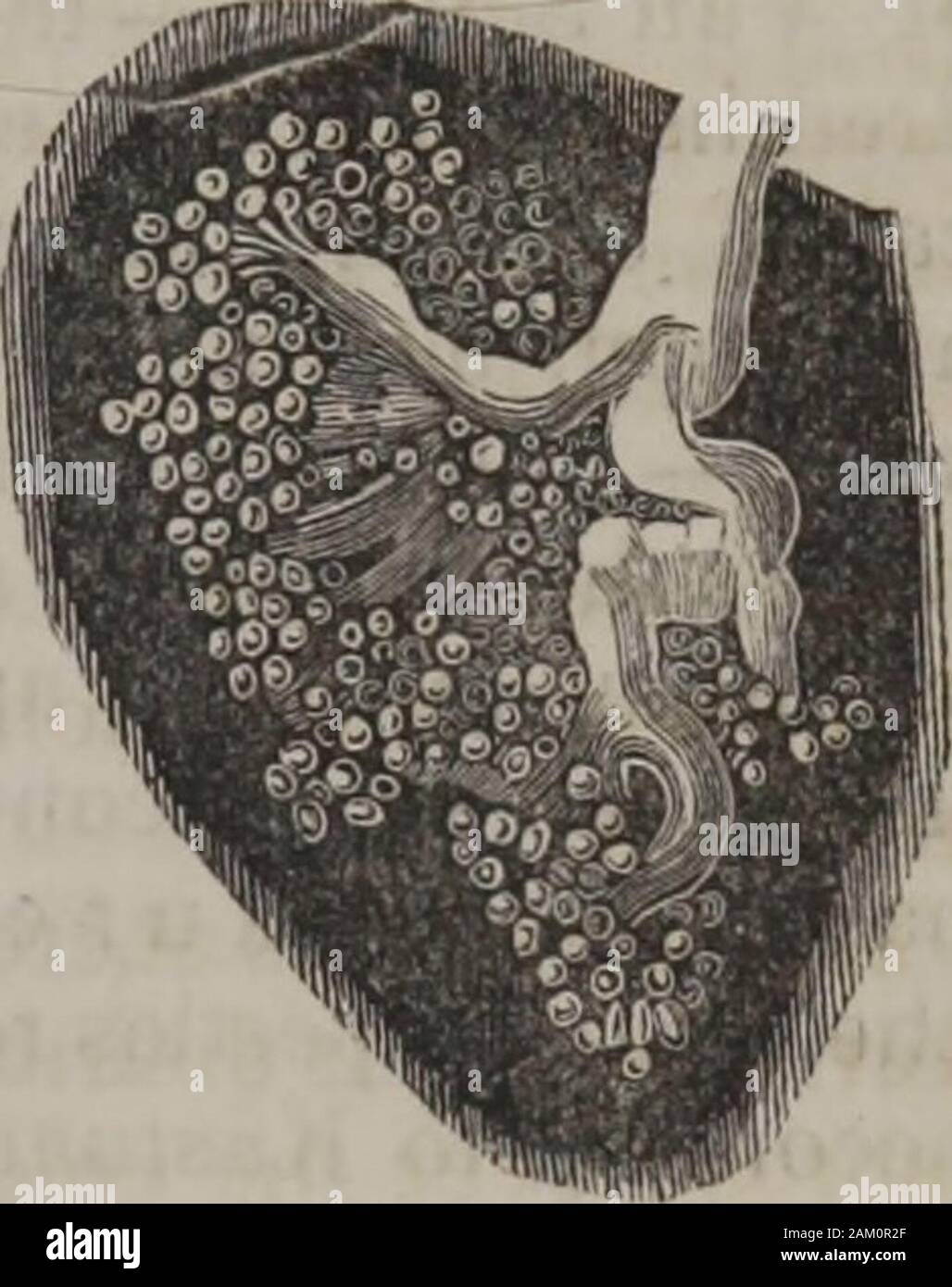 Cells From The Lining Of A Human Mouth