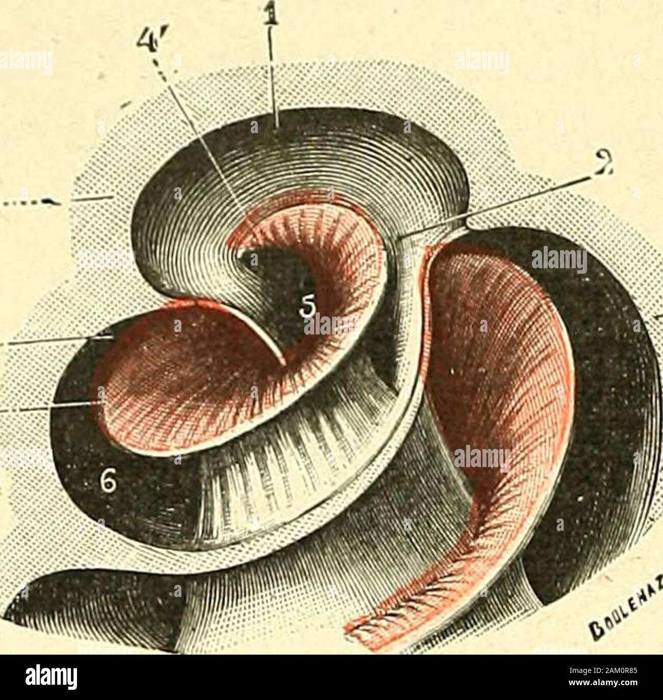 Columelle High Resolution Stock Photography and Images - Alamy