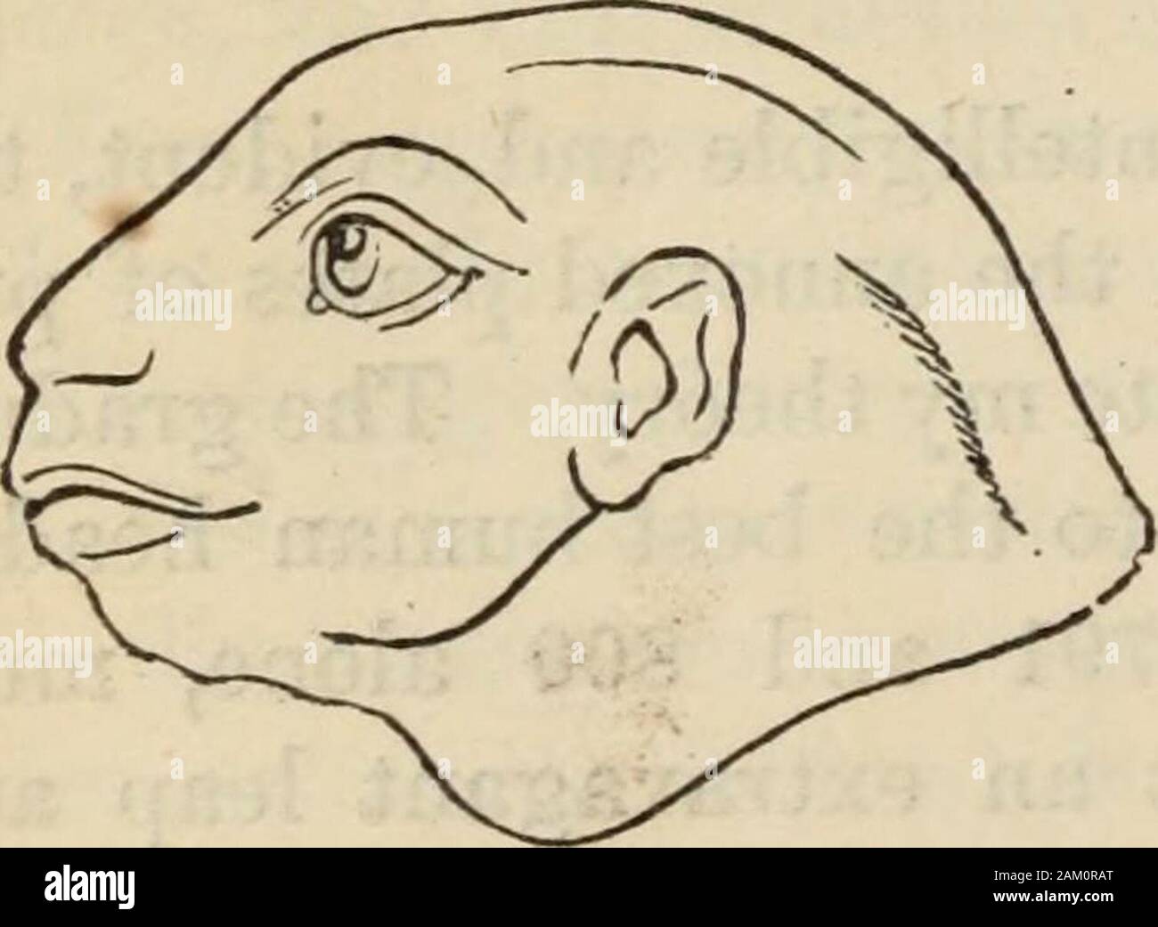 New Physiognomy : or signs of character, as manifested through ...