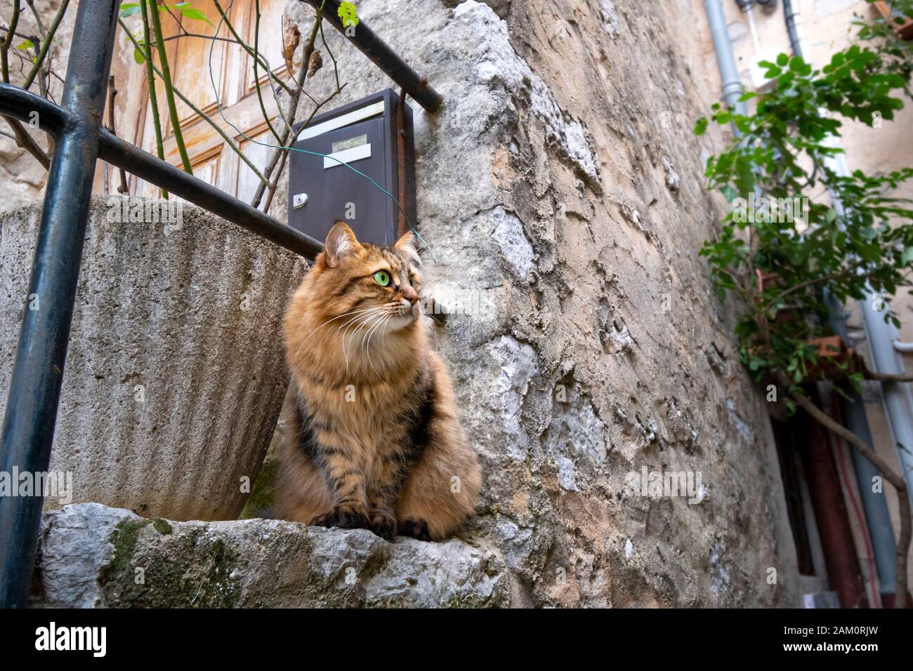 A beautiful long haired tabby watches cautiously from the doorstep of a ...