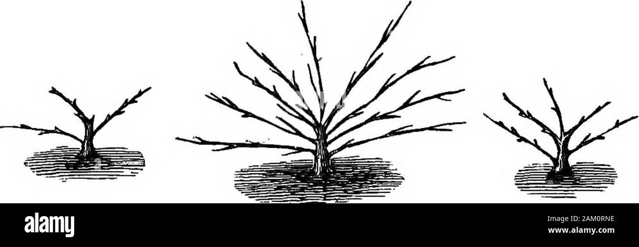 Peach limb Black and White Stock Photos & Images - Alamy