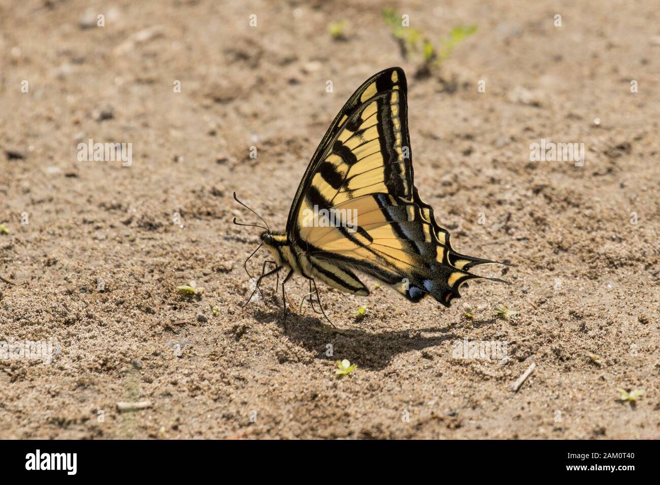 Western Tiger Swallowtail Stock Photo - Alamy