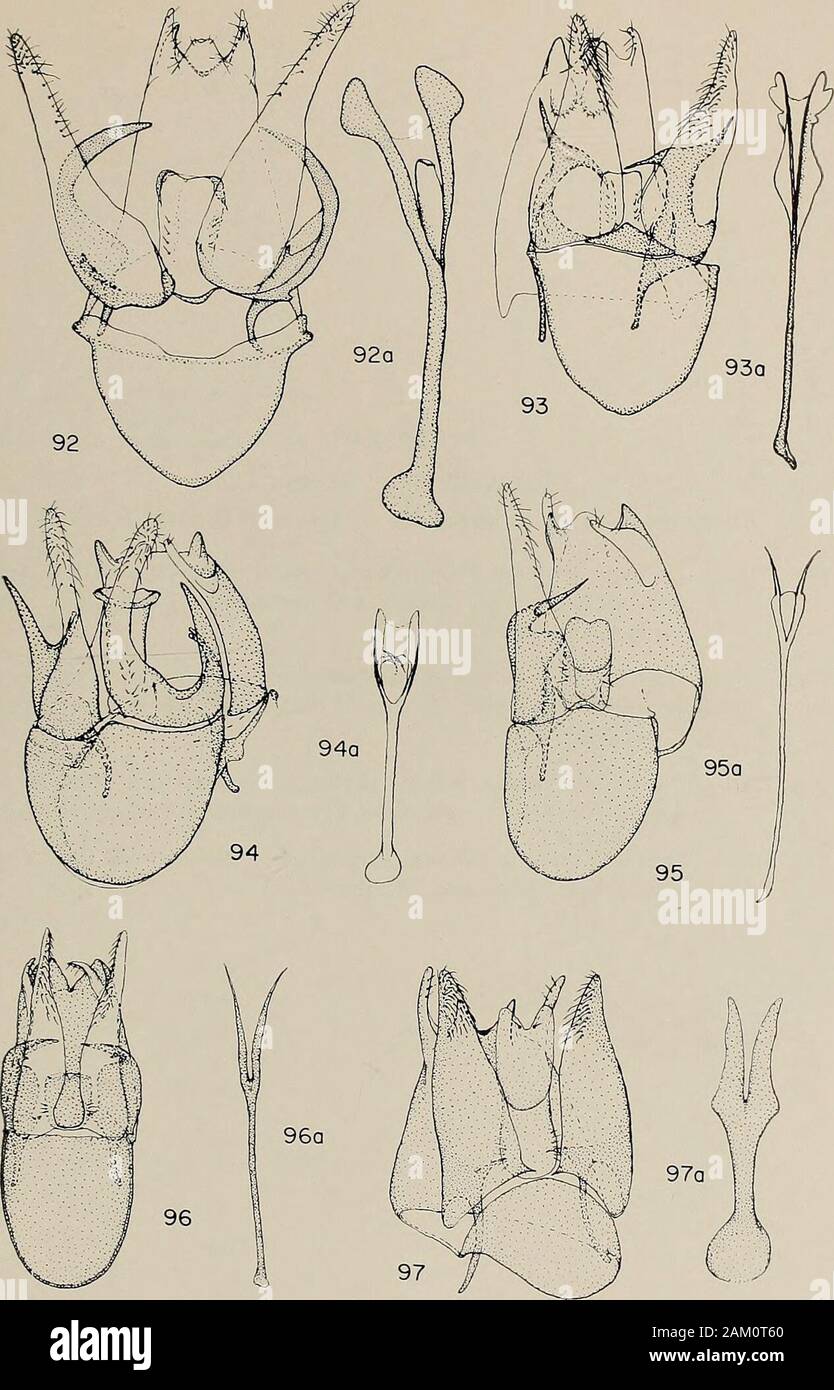Memoirs of the American Entomological Society . MEM. AMER. ENT. SOC, 28 ...