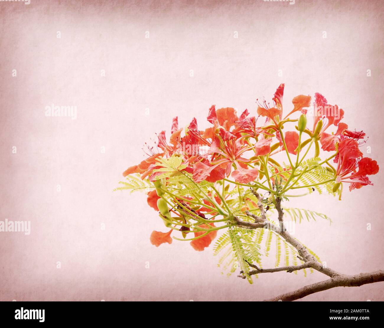 Peacock flowers on tree with Old antique vintage paper background Stock ...