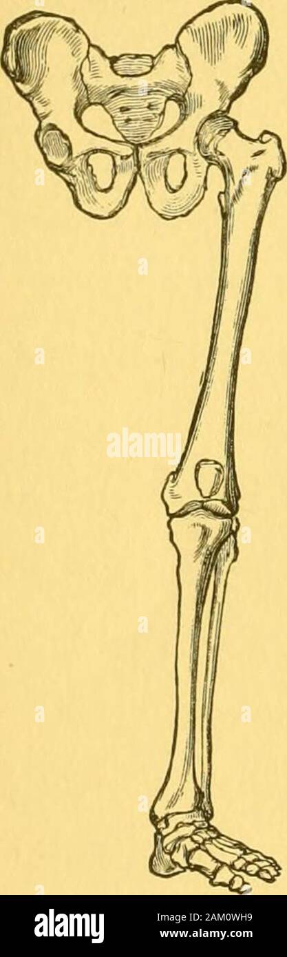 Cannon bone hi-res stock photography and images - Alamy