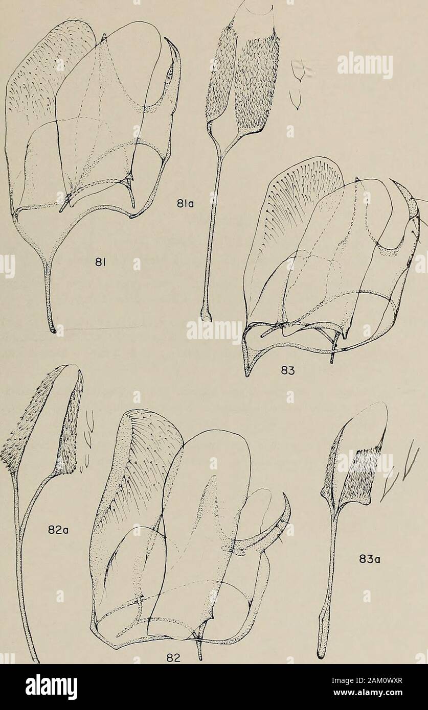 Memoirs of the American Entomological Society . MEM. AMER. ENT. SOC, 28 ...
