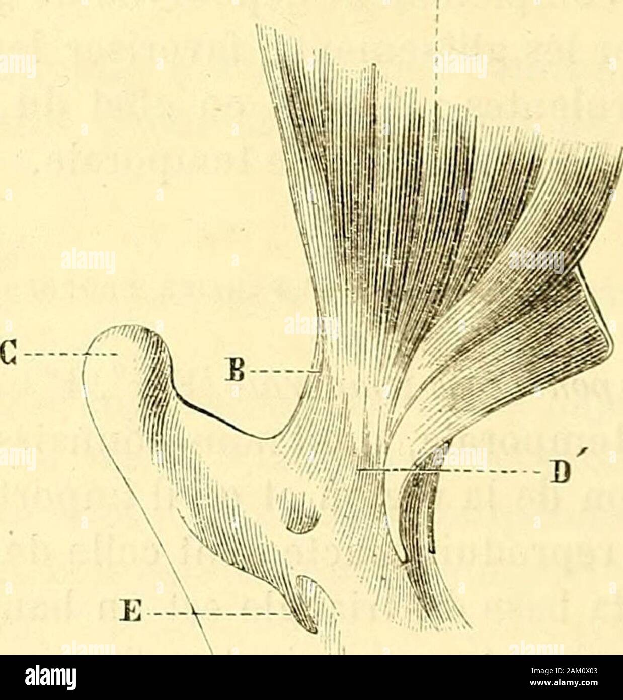 Coronoide hi-res stock photography and images - Alamy