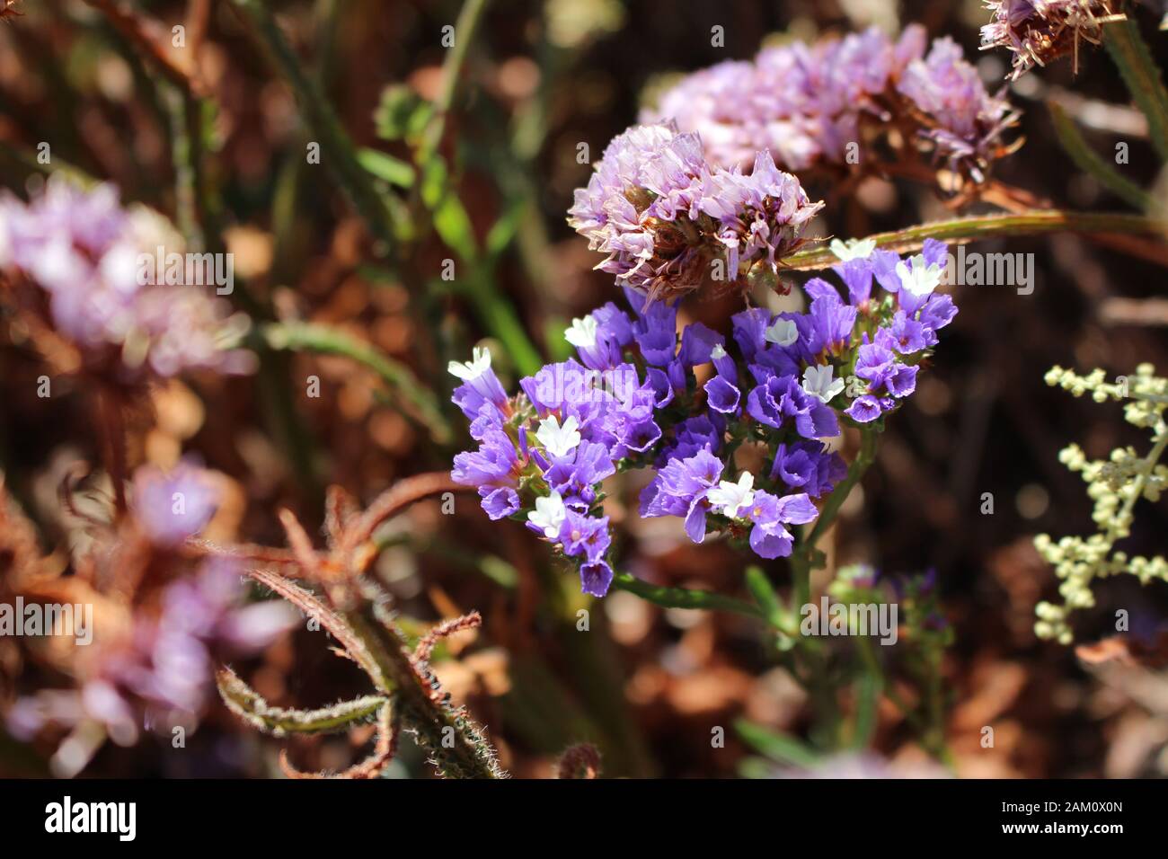 Growing statice hi-res stock photography and images - Alamy