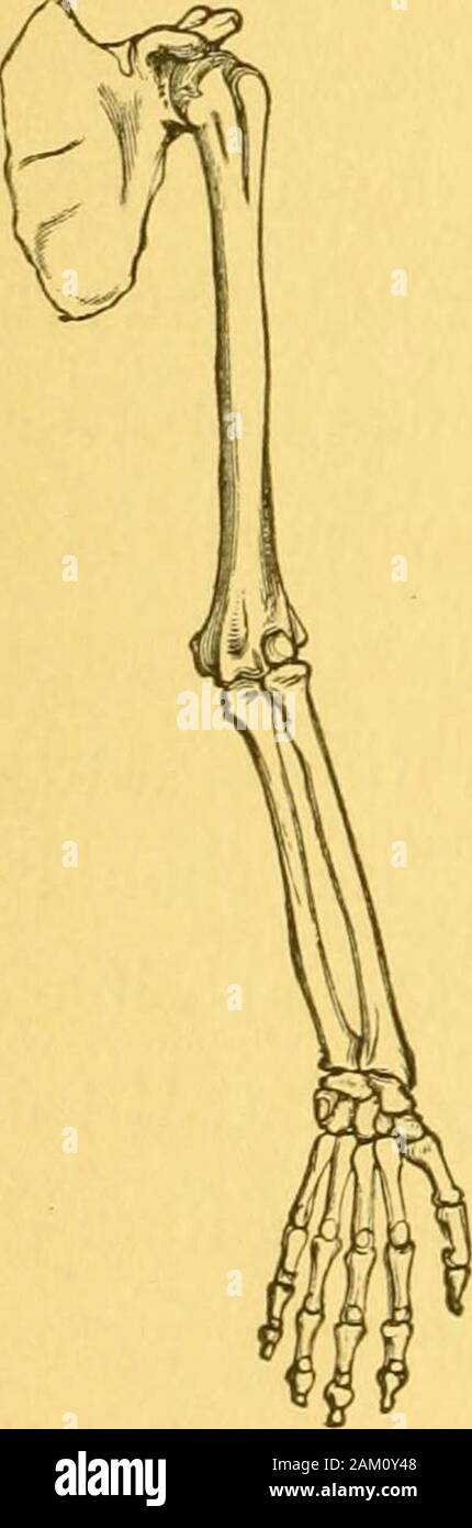 Humerus Latin