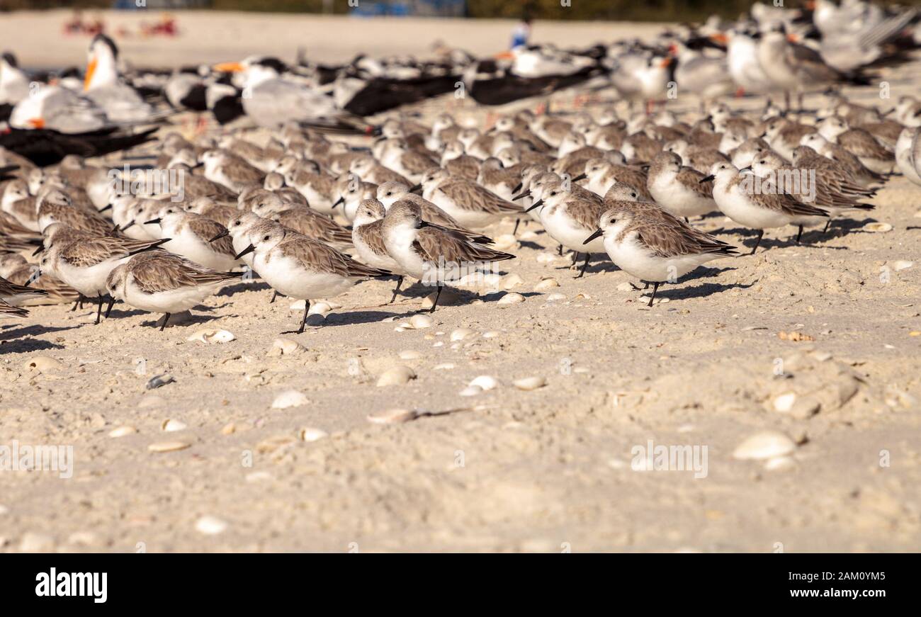 Cluster of black bellied plovers Pluvialis squatarola birds on the ...