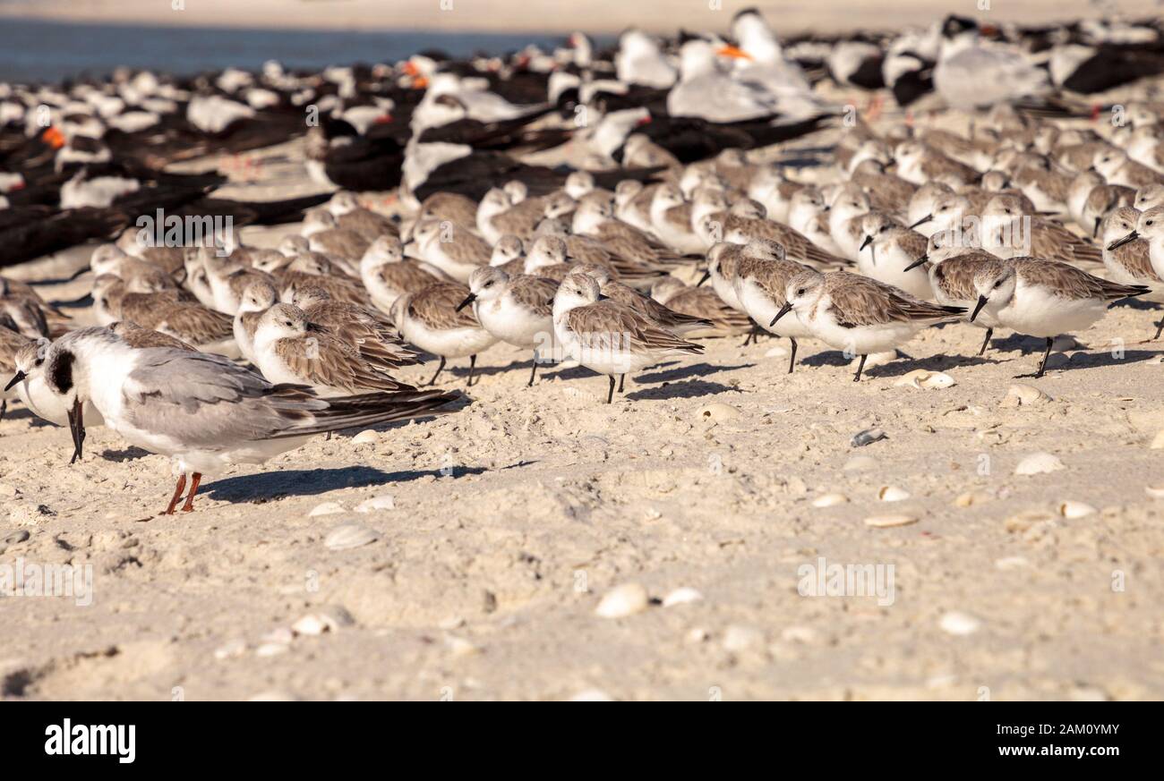 Clam cluster hi-res stock photography and images - Alamy