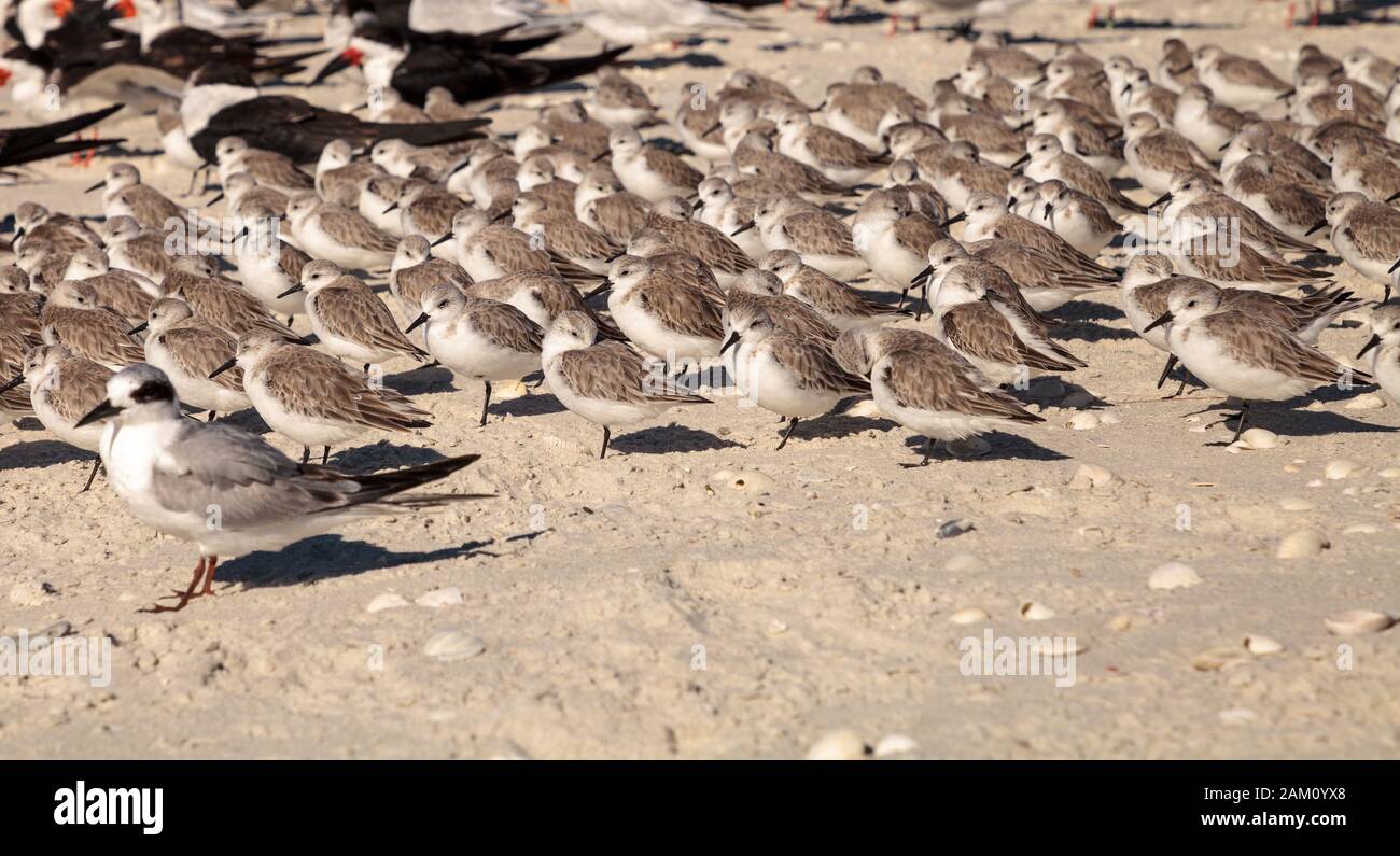 Cluster of black bellied plovers Pluvialis squatarola birds on the ...