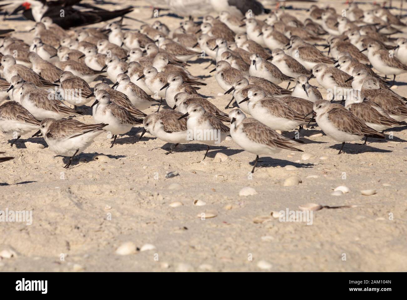 Cluster of black bellied plovers Pluvialis squatarola birds on the ...
