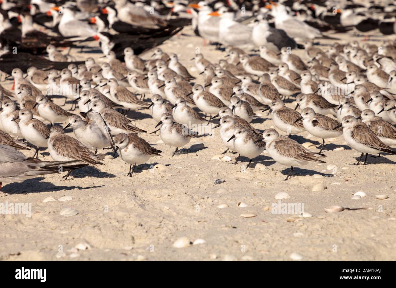 Cluster of black bellied plovers Pluvialis squatarola birds on the ...
