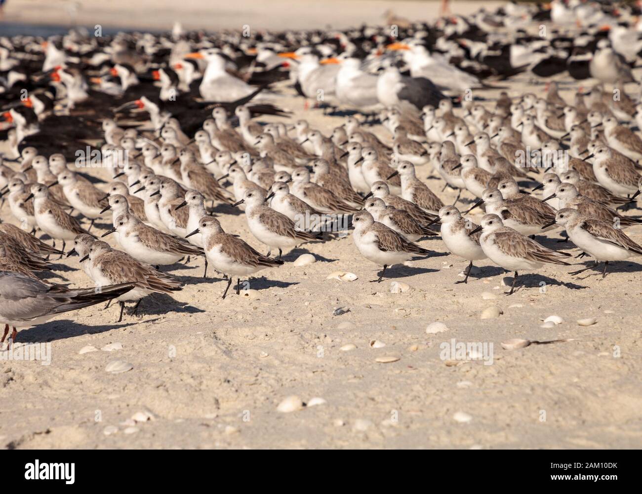 Cluster of black bellied plovers Pluvialis squatarola birds on the ...