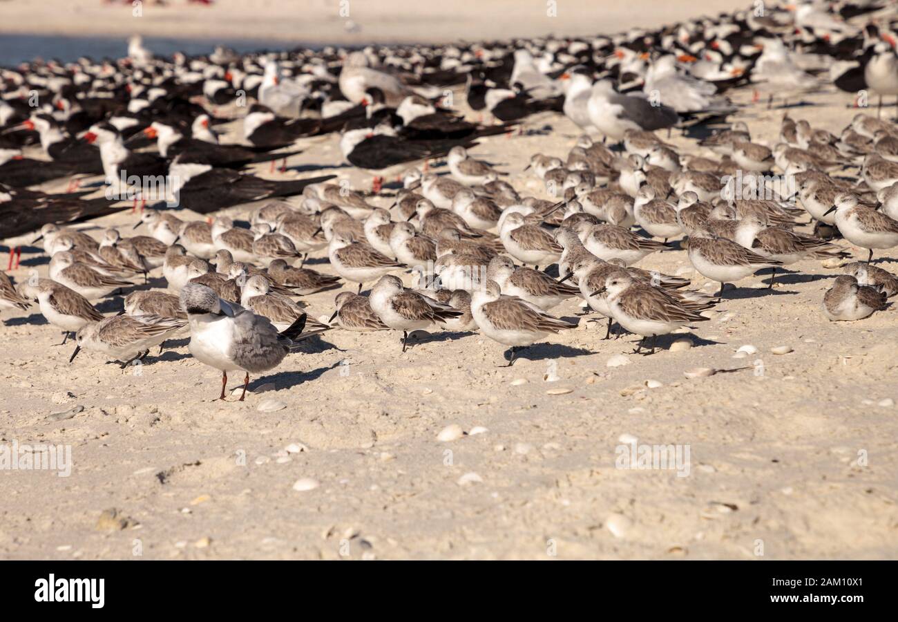 Cluster of black bellied plovers Pluvialis squatarola birds on the ...
