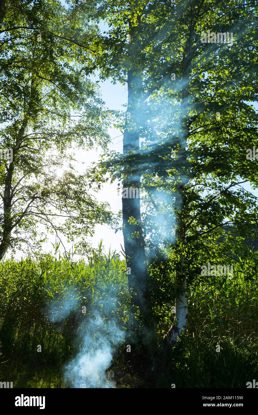 Smoke in the forest with a sunrays Stock Photo - Alamy