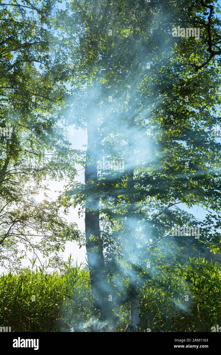 Smoke in the forest with a sunrays Stock Photo - Alamy