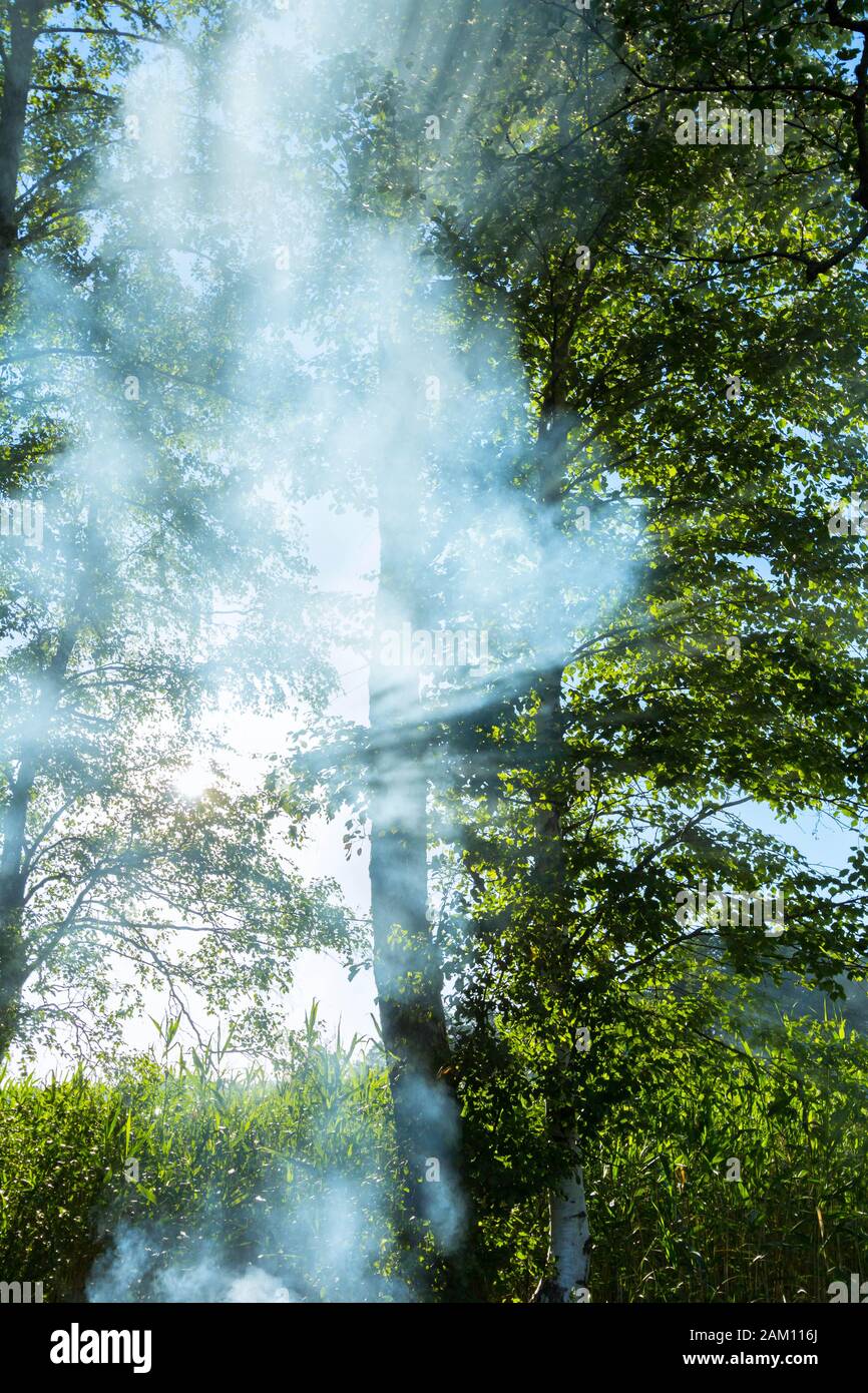Smoke in the forest with a sunrays Stock Photo - Alamy