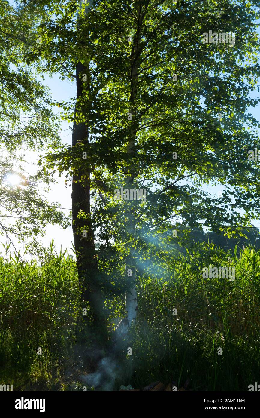 Smoke in the forest with a sunrays Stock Photo - Alamy