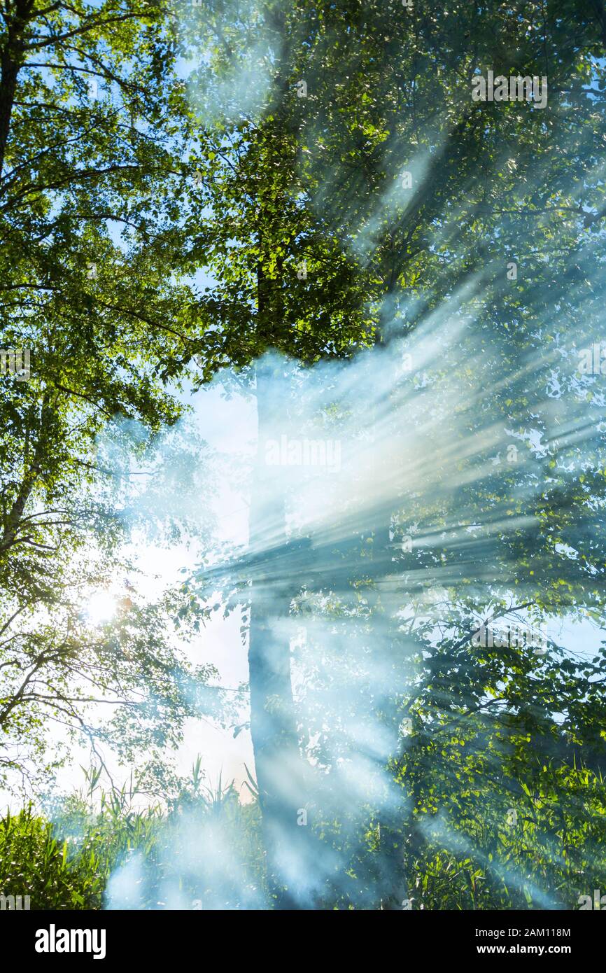 Smoke in the forest with a sunrays Stock Photo - Alamy
