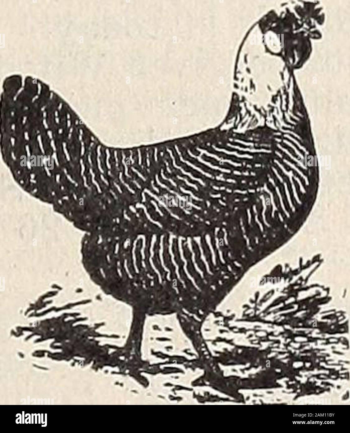 Cooping hi-res stock photography and images - Alamy